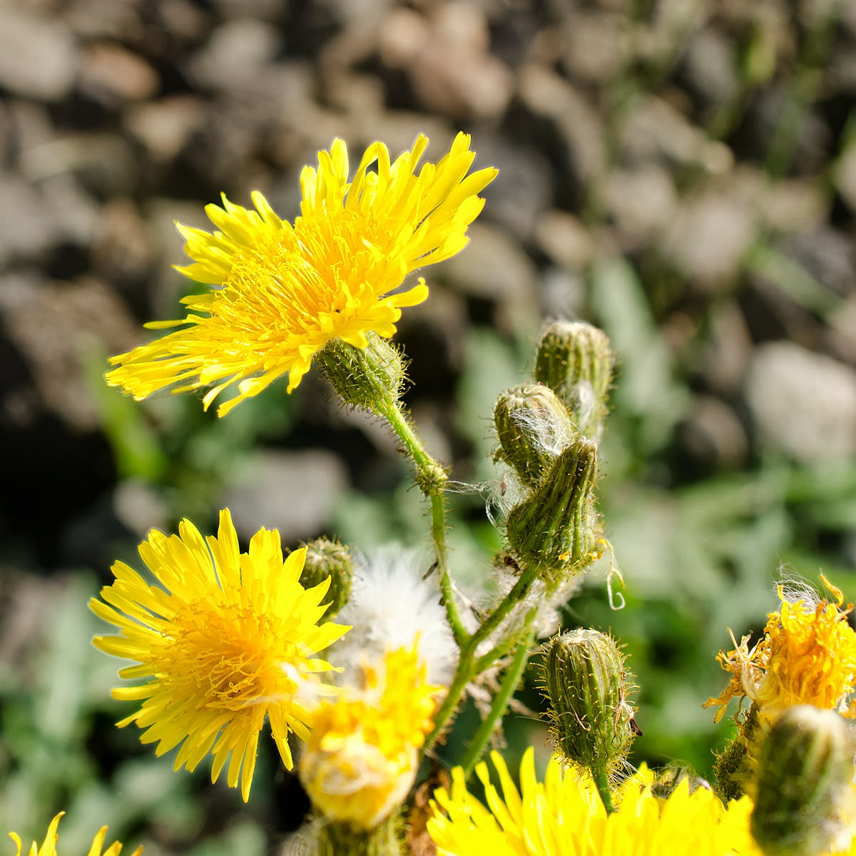 Wanderin' Weeta (With Waterfowl and Weeds): 09/01/2013 - 10/01/2013