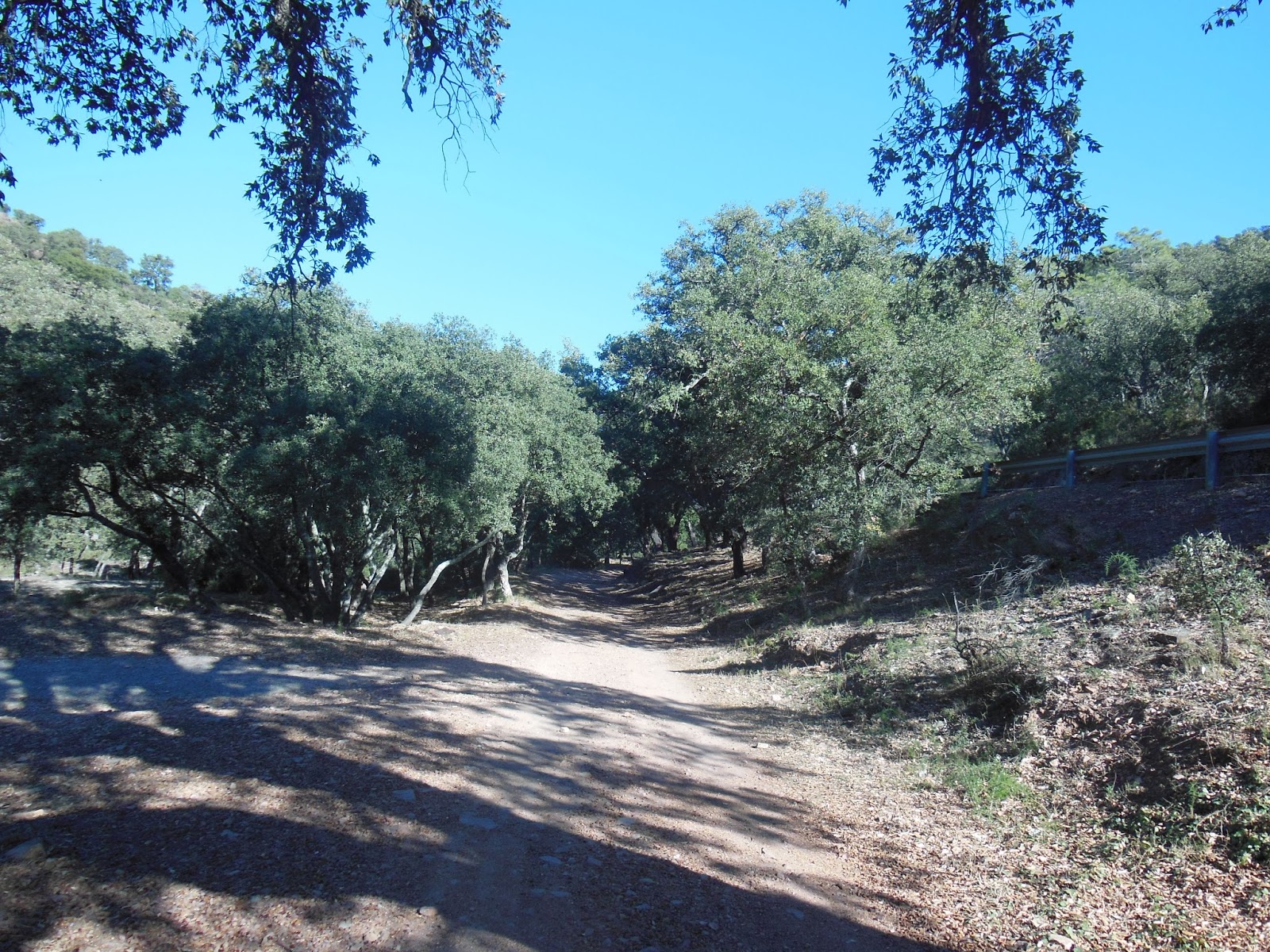 naturconsejos: ALCORNOQUE (Quercus suber)