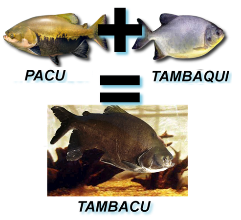 PISCICULTURA: PACU - TAMBAQUI - TAMBACÚ