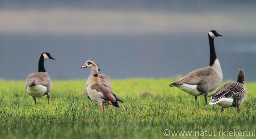 Veel soorten ganzen gezien