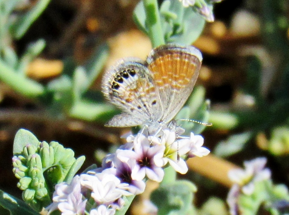Western Pygmy Blue Butterfly