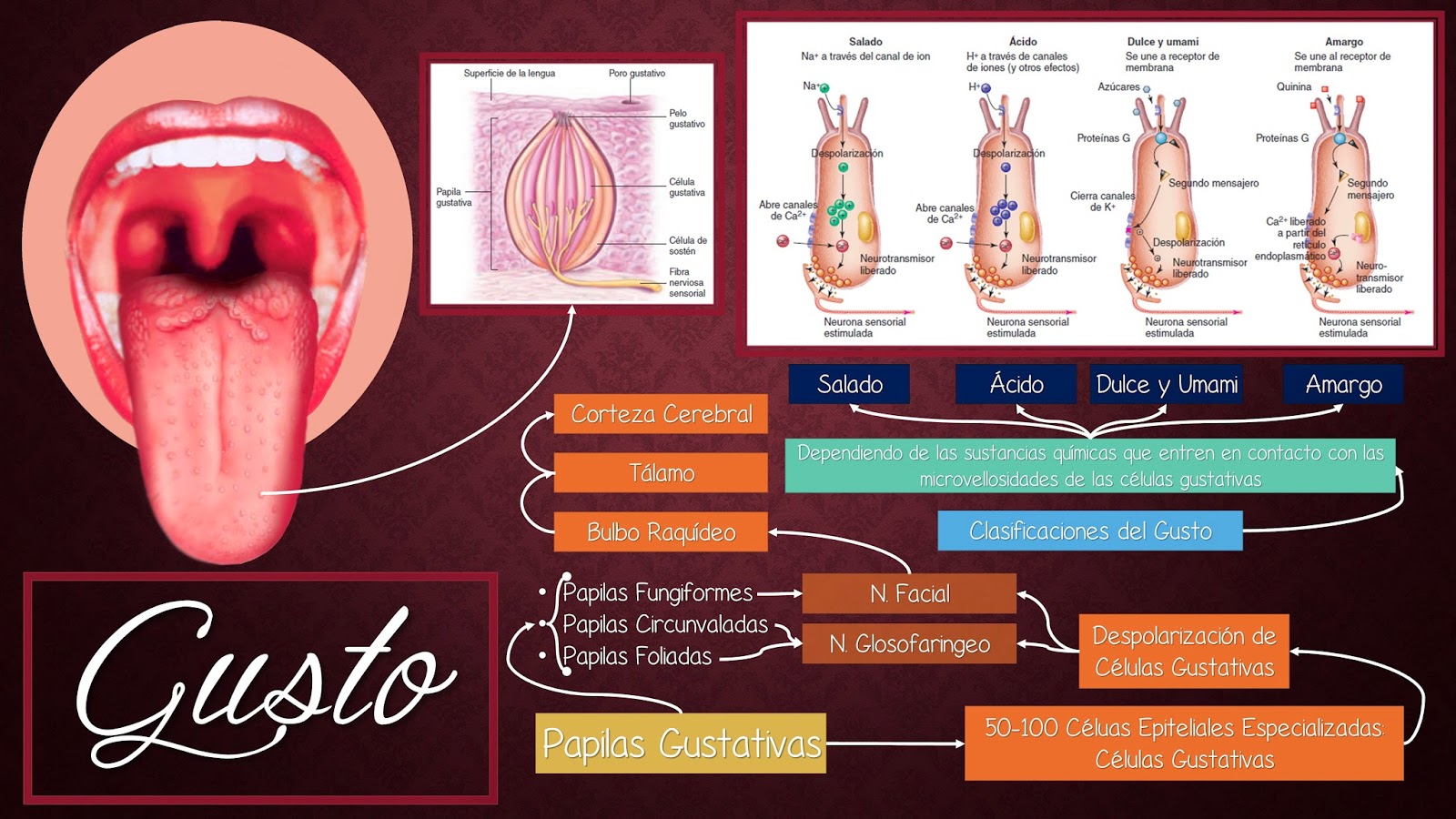 Fisiología Médica: Sentidos: Tacto, Gusto y Olfato
