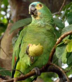 Dispersão de Sementes: Os diferentes caminhos seguidos pela vida