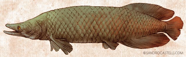 From Reefs to Rivers: Florida's Fisheries Science Blog: Arapaima: One ...