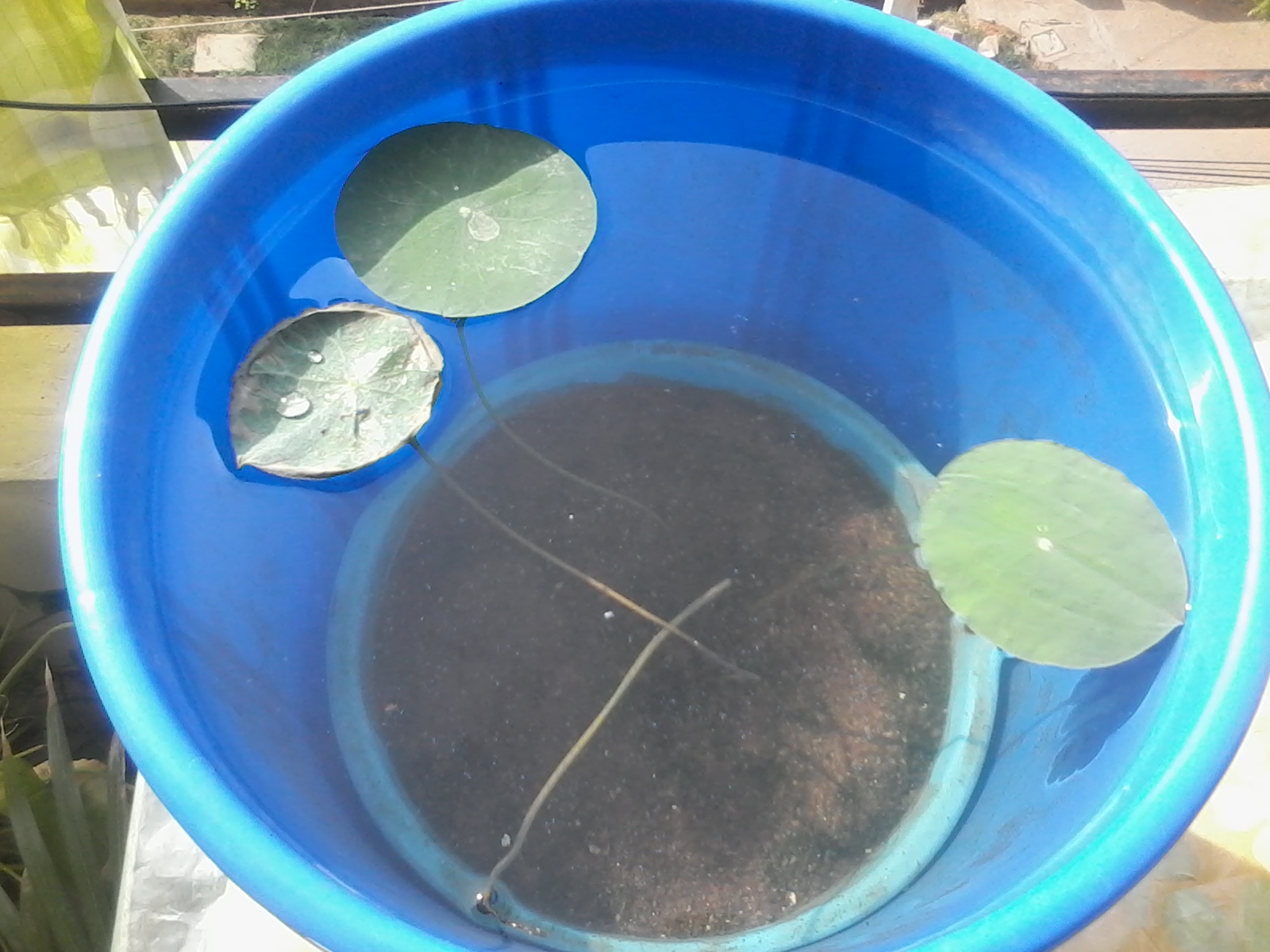DIY Craftopedia: Growing Lotus in Apartments or in Containers