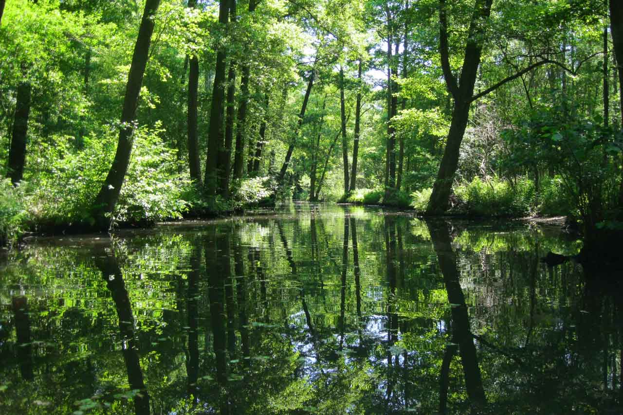 Gerhards Blog: Spreewald