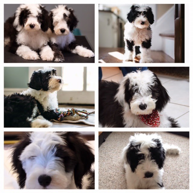 Feathers And Fleece Farm