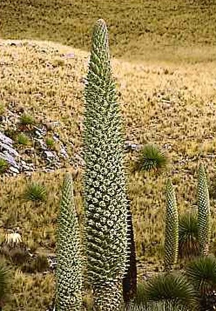 Las Ocho Regiones Naturales del Perú ~ Mundo Geografía