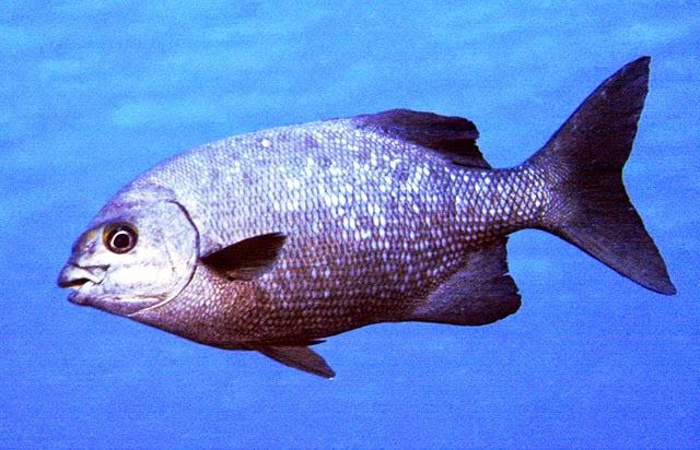 Rumbo a la profundidad: Vida en el arrecife: Pez Timón