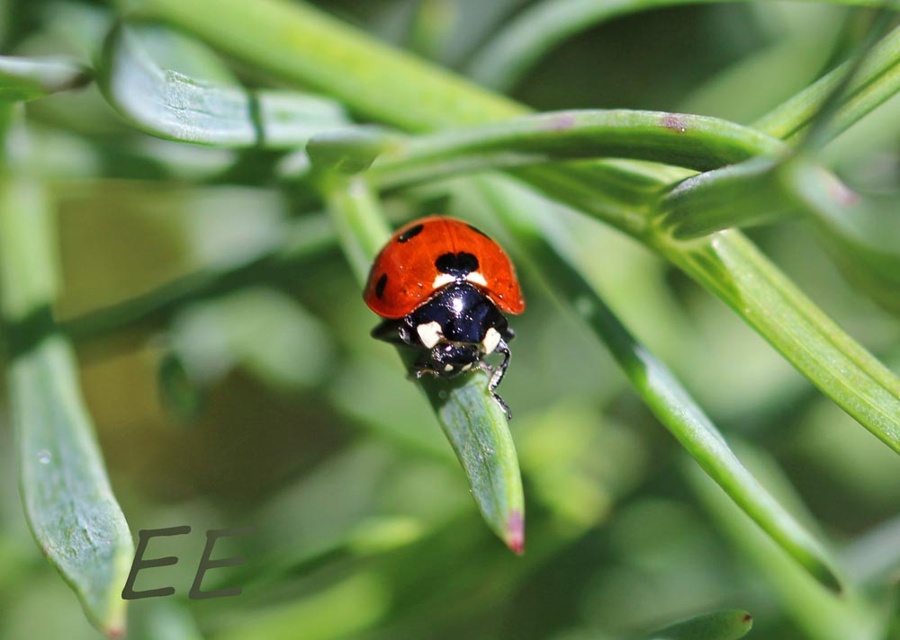 Mallorca es así también: La Primavera de los Insectos