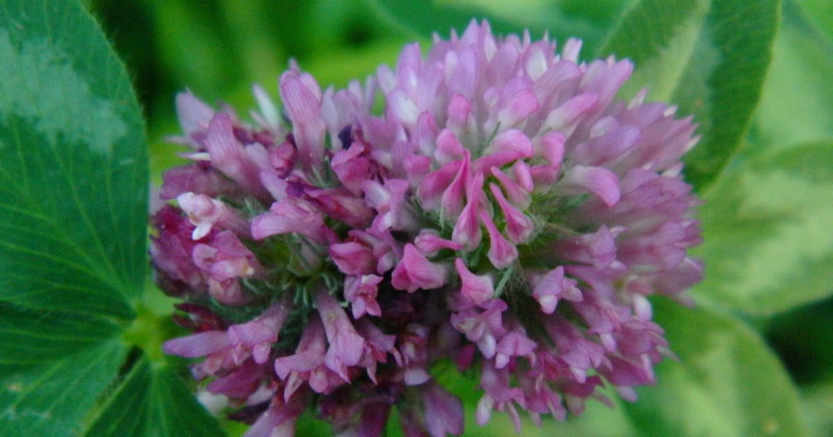 LA MULTI ANI, ROMANIA!: Flori mov de lucerna