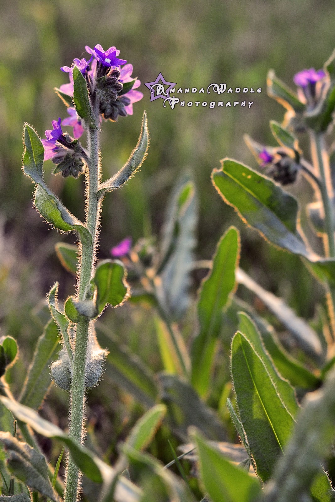 Amanda Waddle Photography