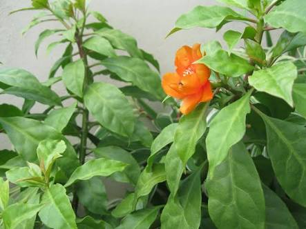 MANFAAT DAUN TUJUH DURI BAGI KESEHATAN