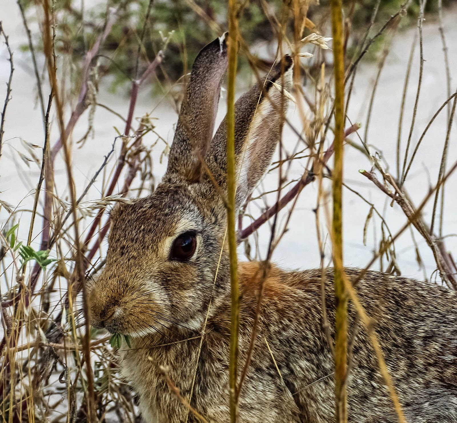 Cannundrums: Desert Cottontail