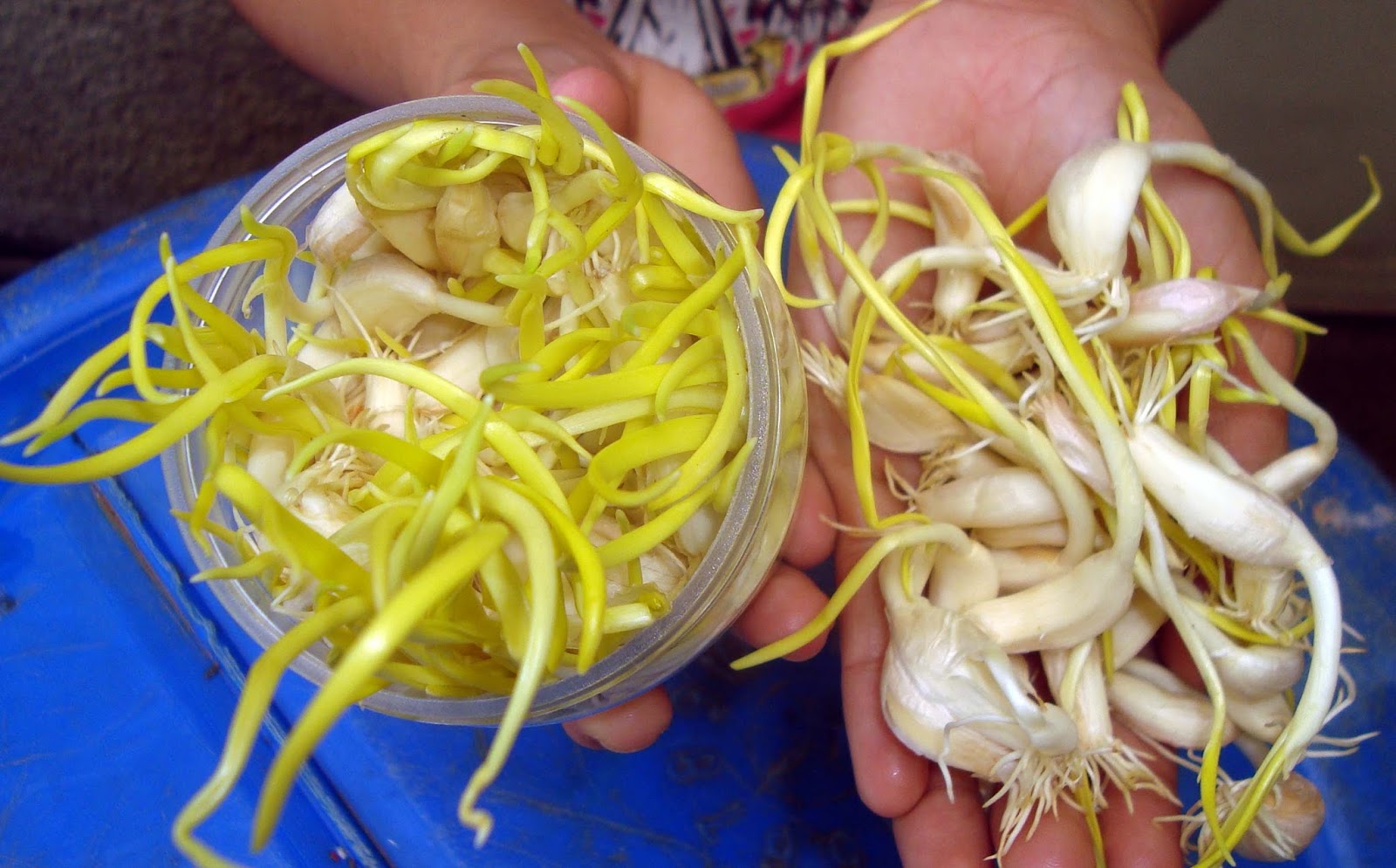 Living with Nature - School on Blog by Dr. Abercio V. Rotor: Garlic ...