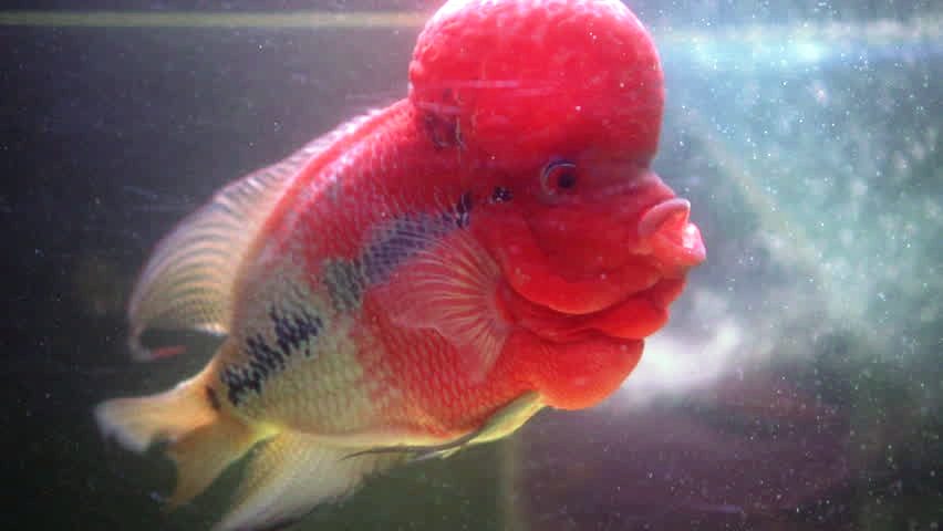 FLOWERHORN FISH photos - wallpapers (ανανεωμένο) | the fun bank