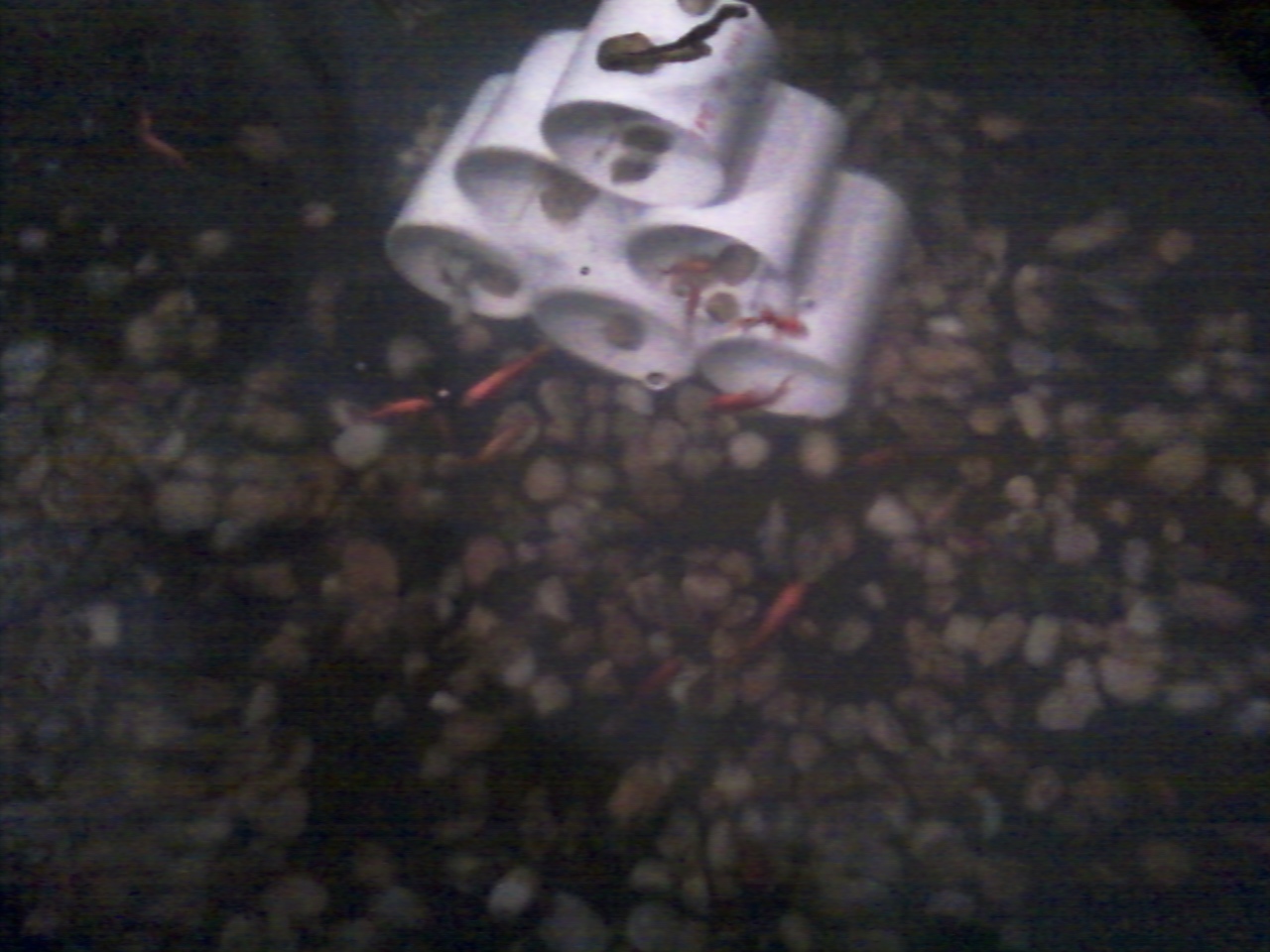 Aquaponic Basement Garden: Fish Day