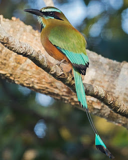 Reserva TOH: La leyenda del pájaro Toh