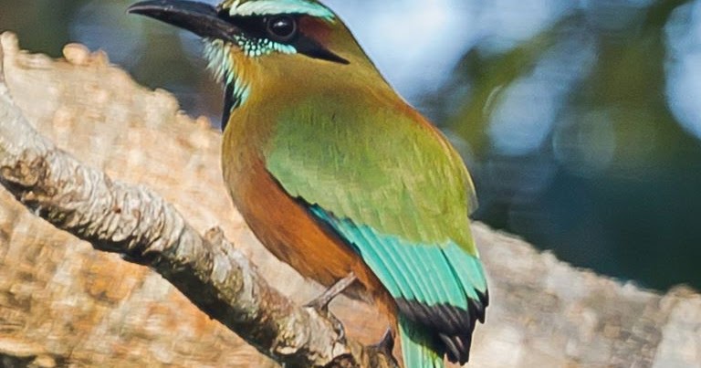 Reserva TOH: La leyenda del pájaro Toh