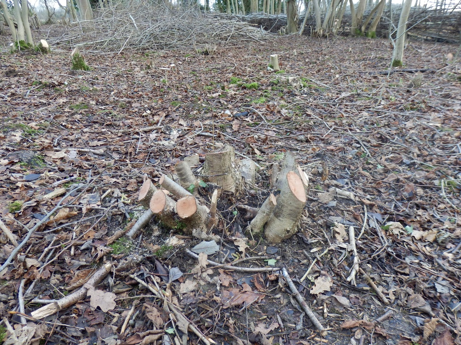 Underwood: The Art of Coppicing