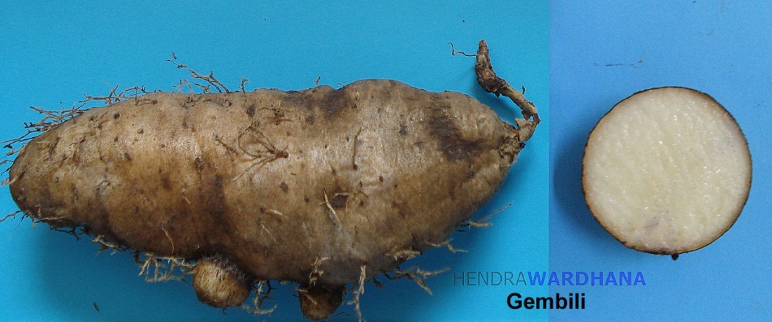 Ketahanan Pangan Nasional: Inilah Umbi-umbian Lokal Indonesia yang ...