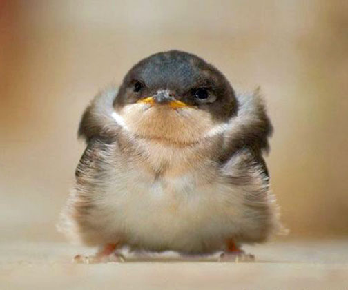 chippep: FUNNY ANIMALS, Part 2