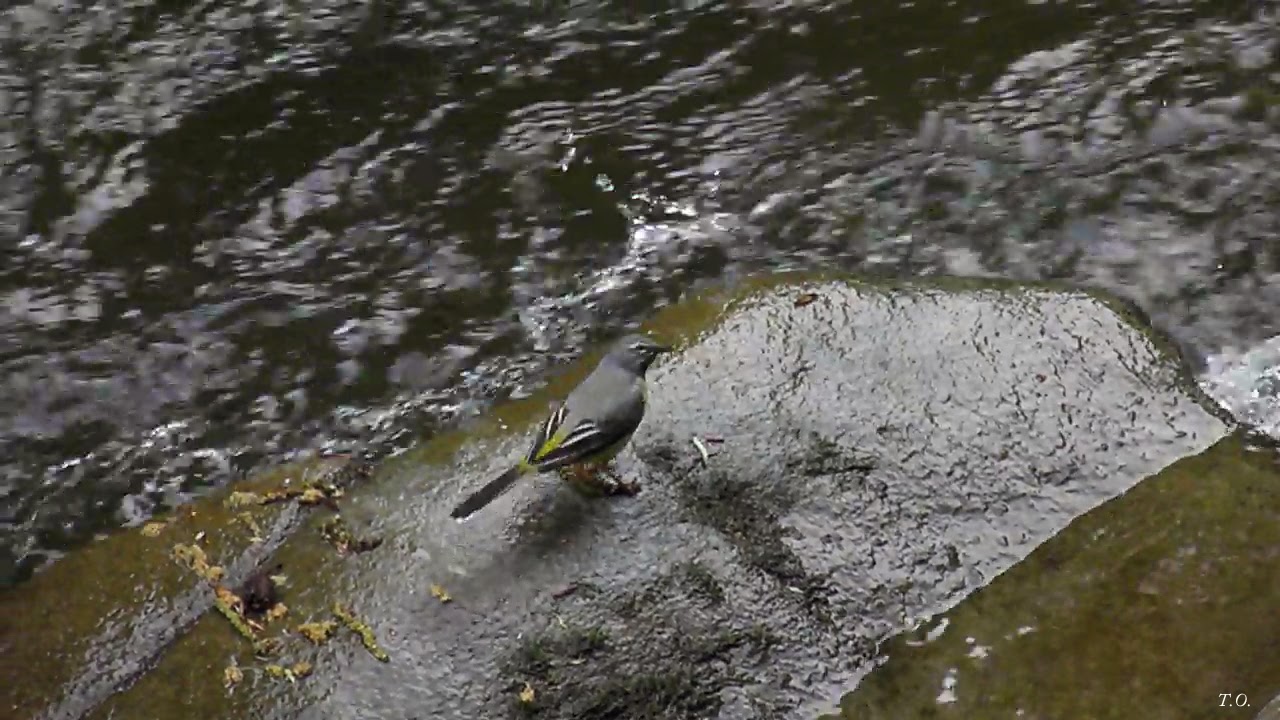 PASARI DIN ROMANIA: CODOBATURA DE MUNTE, Motacilla cinerea