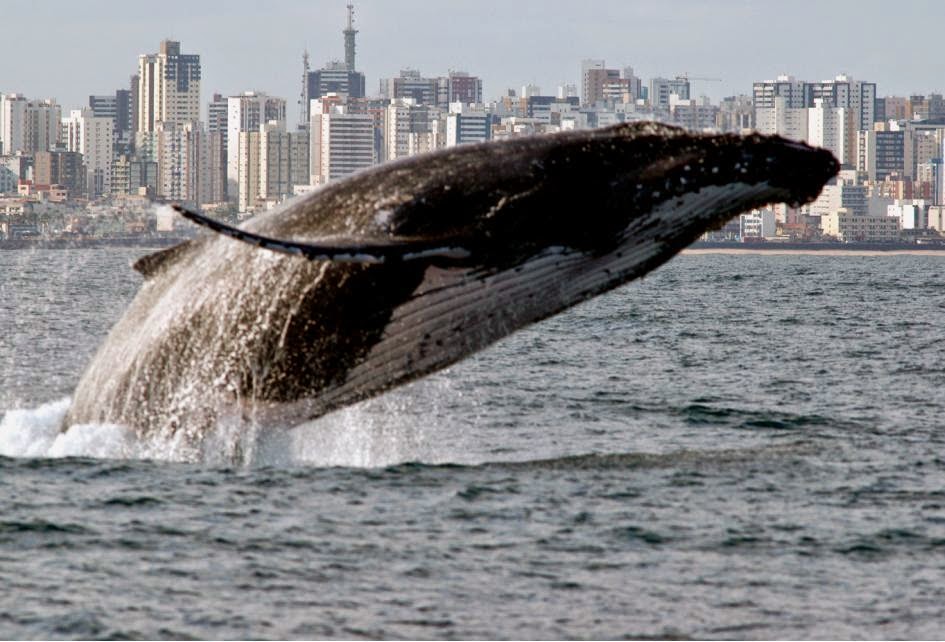 Baleias à vista!