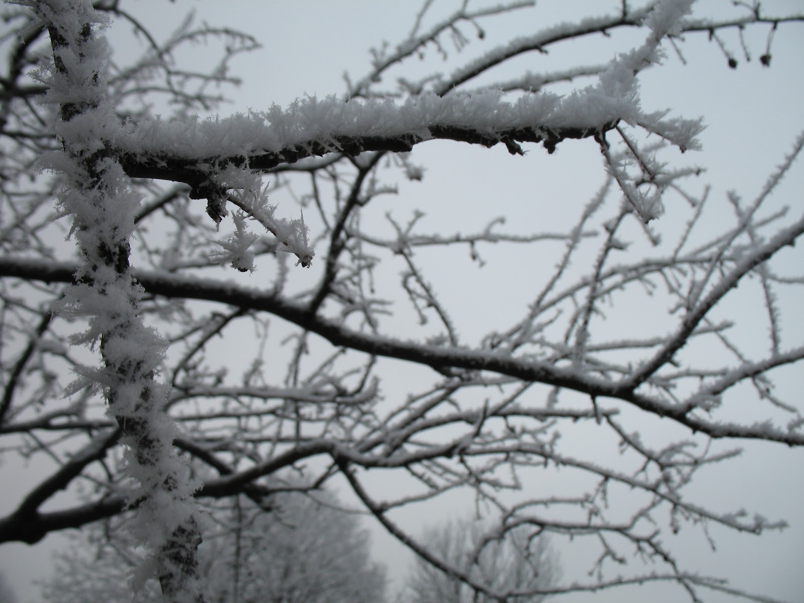 Hoar Frost and Learning Guy-Speak – Jottings from Jennifer