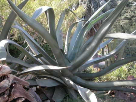 Piteralandia: Agave mapisaga var lisa Gentry