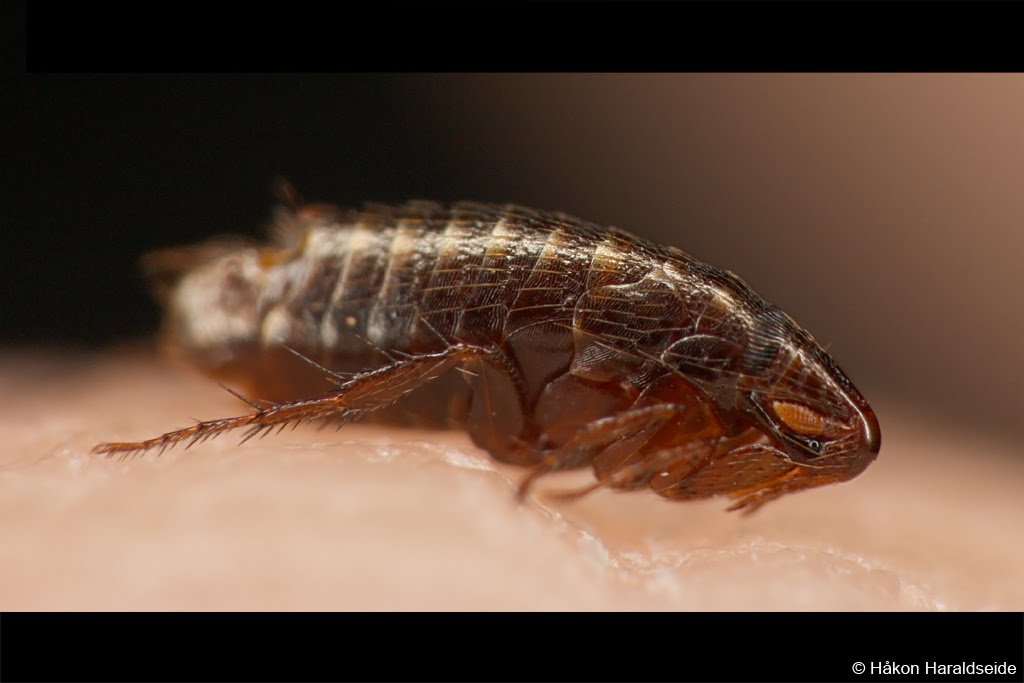 Variety of Life: Siphonaptera