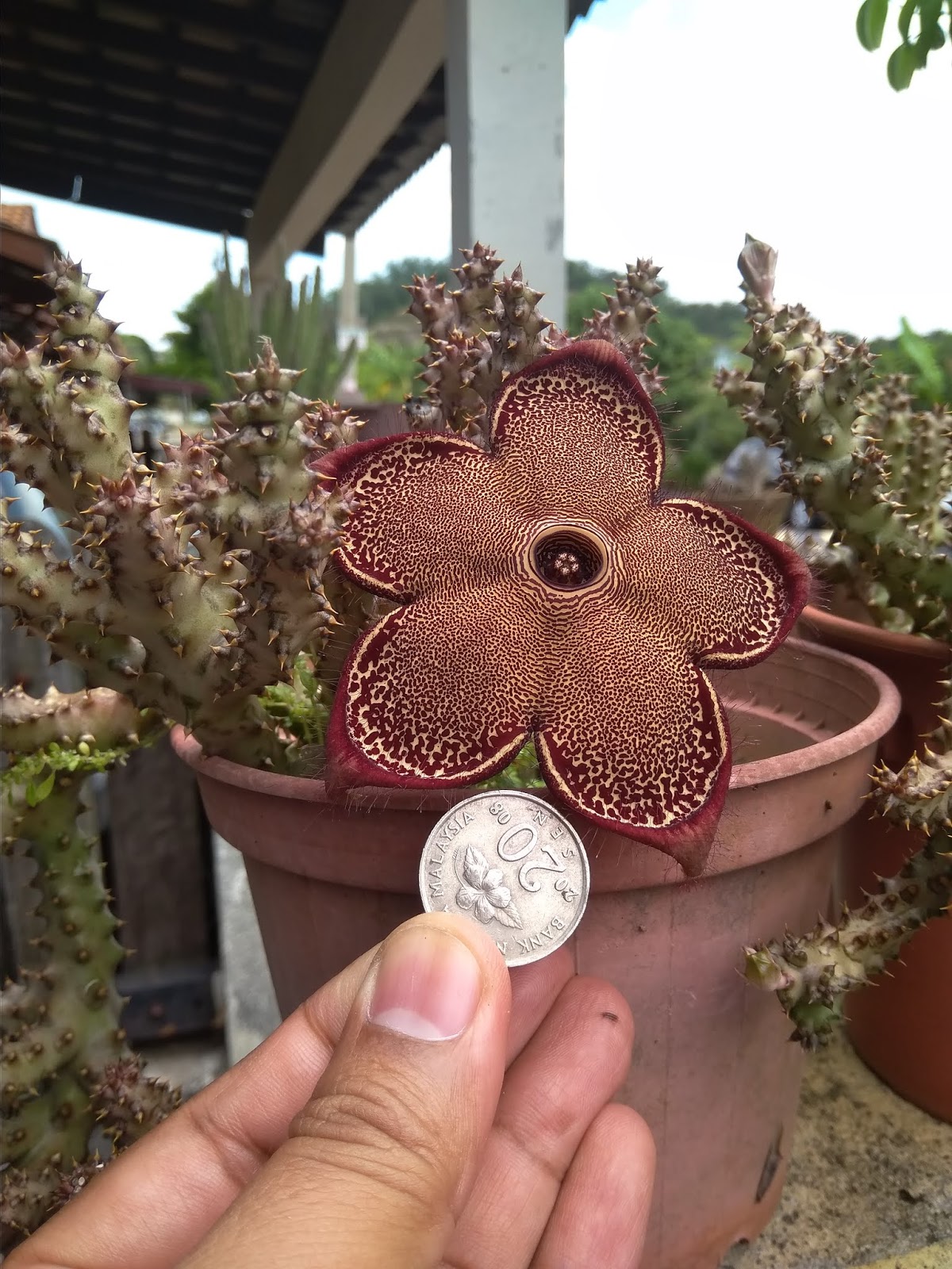 Flora Cintamu: Edithcolea grandis..