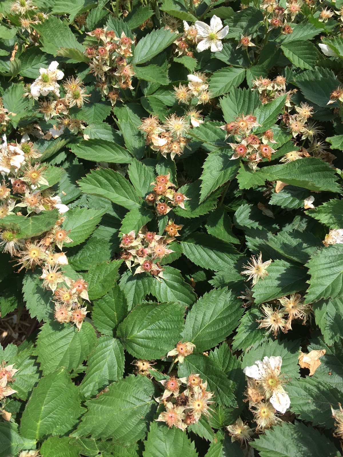 Team Rubus: Blackberry flowering