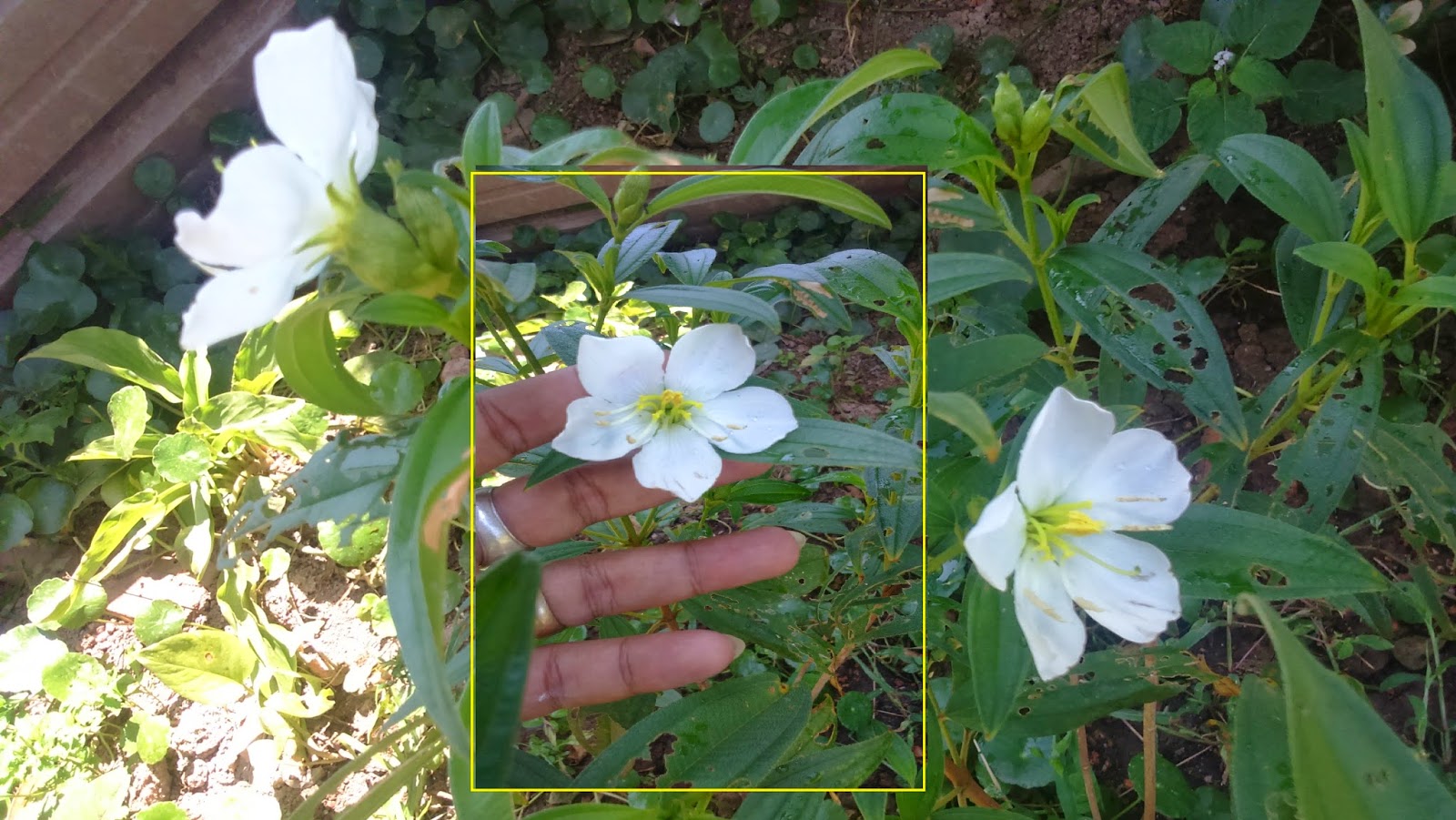 mistik-ajaib.blogspot.com: RARE!!!!!!! POKOK SENDUDUK PUTIH BERBUNGA ...