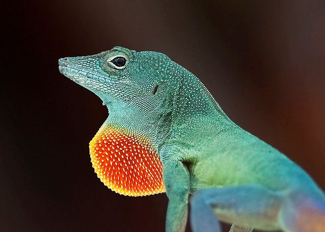Mystery Solved & Most Beautiful Anole Revealed | Featured Creature