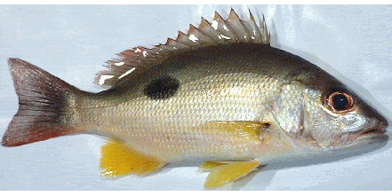 KENALI IKAN LAUT KITA: IKAN TETANDA