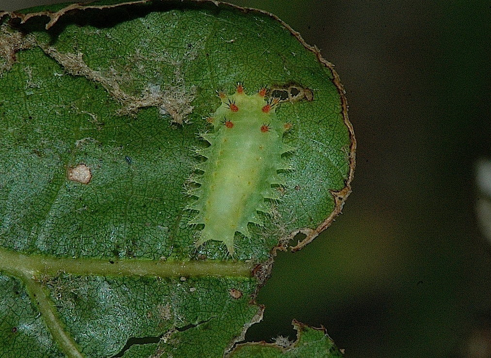 Field Biology in Southeastern Ohio: Stinging Slug Caterpillars, OUCH!!