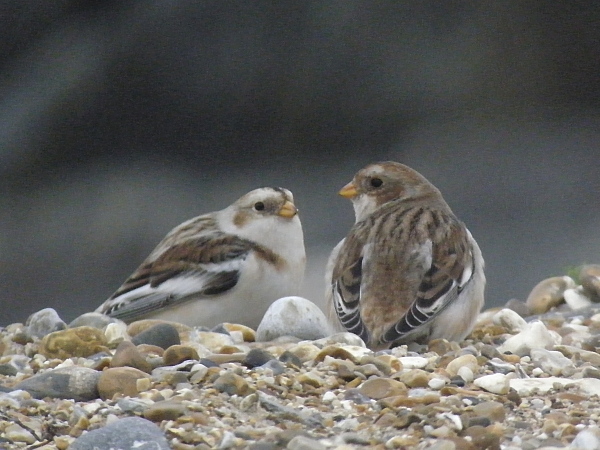 birding never sleeps: December 2011