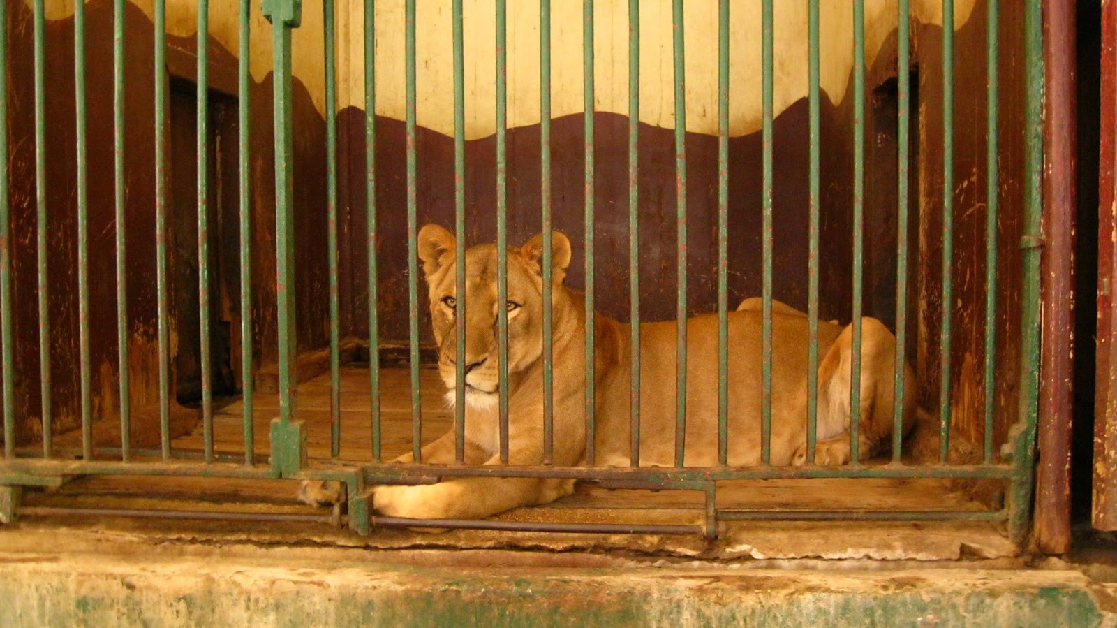 38 Days in Egypt: Budget Travel in Egypt: Day 3: The Giza Zoo and Ferry ...