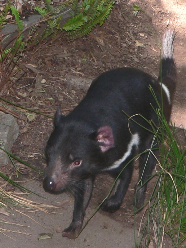 Ian Fraser, talking naturally: Dingoes; Australian Wolves