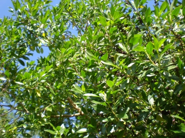 Plantas e Flores do Areal: Myoporum laetum G. Forst.