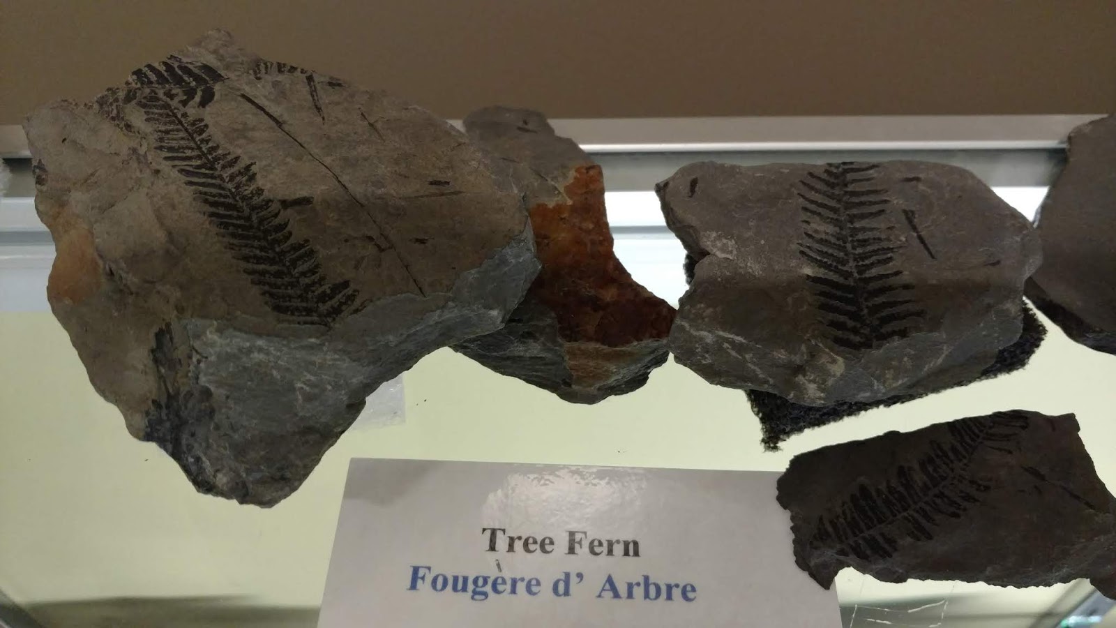 Davenkathys Vagabond Blog History And Fossils In Sydney Nova Scotia