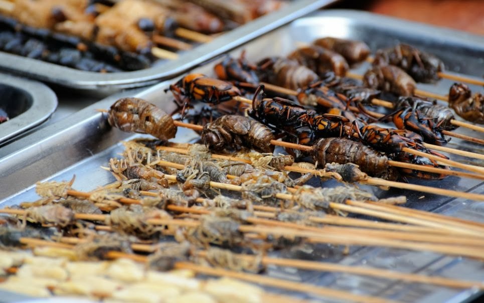 Comer insetos fará parte do nosso futuro afirmam cientistas.