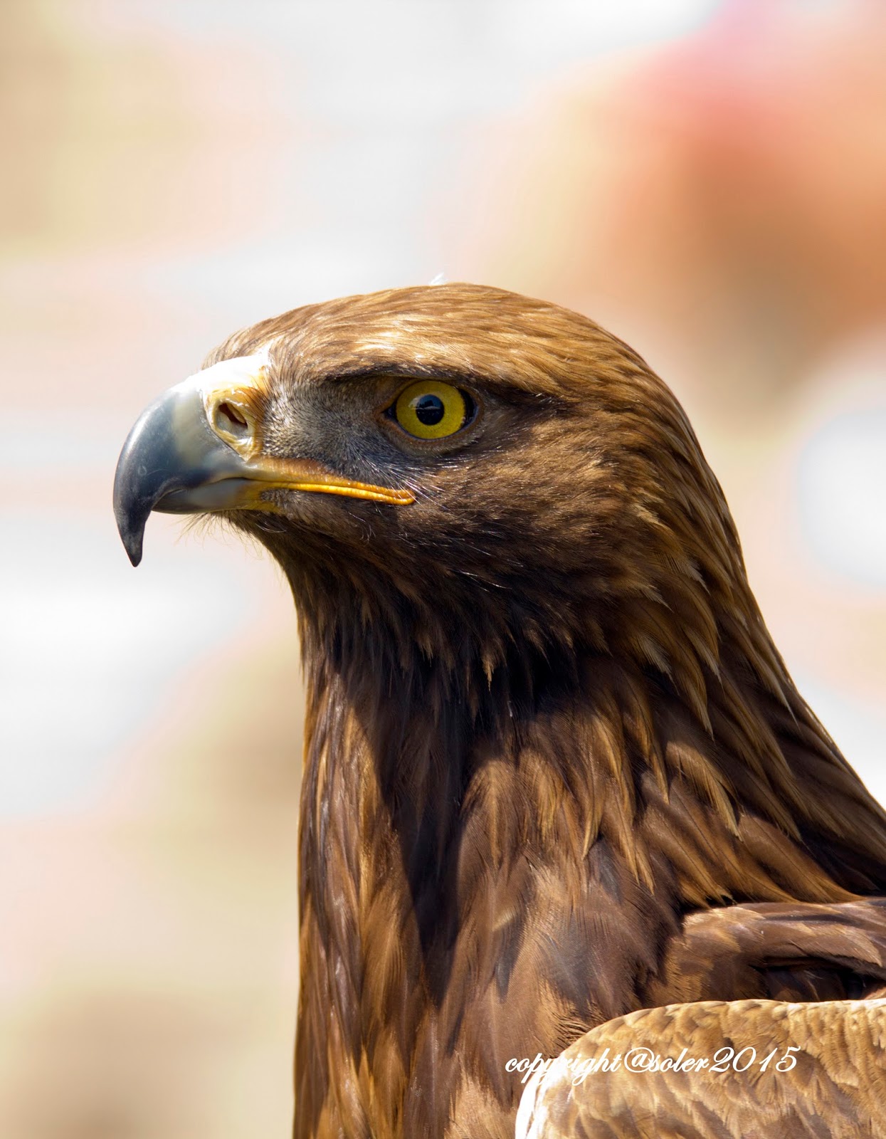 LO QUE VEN MIS OJOS: octubre 2015