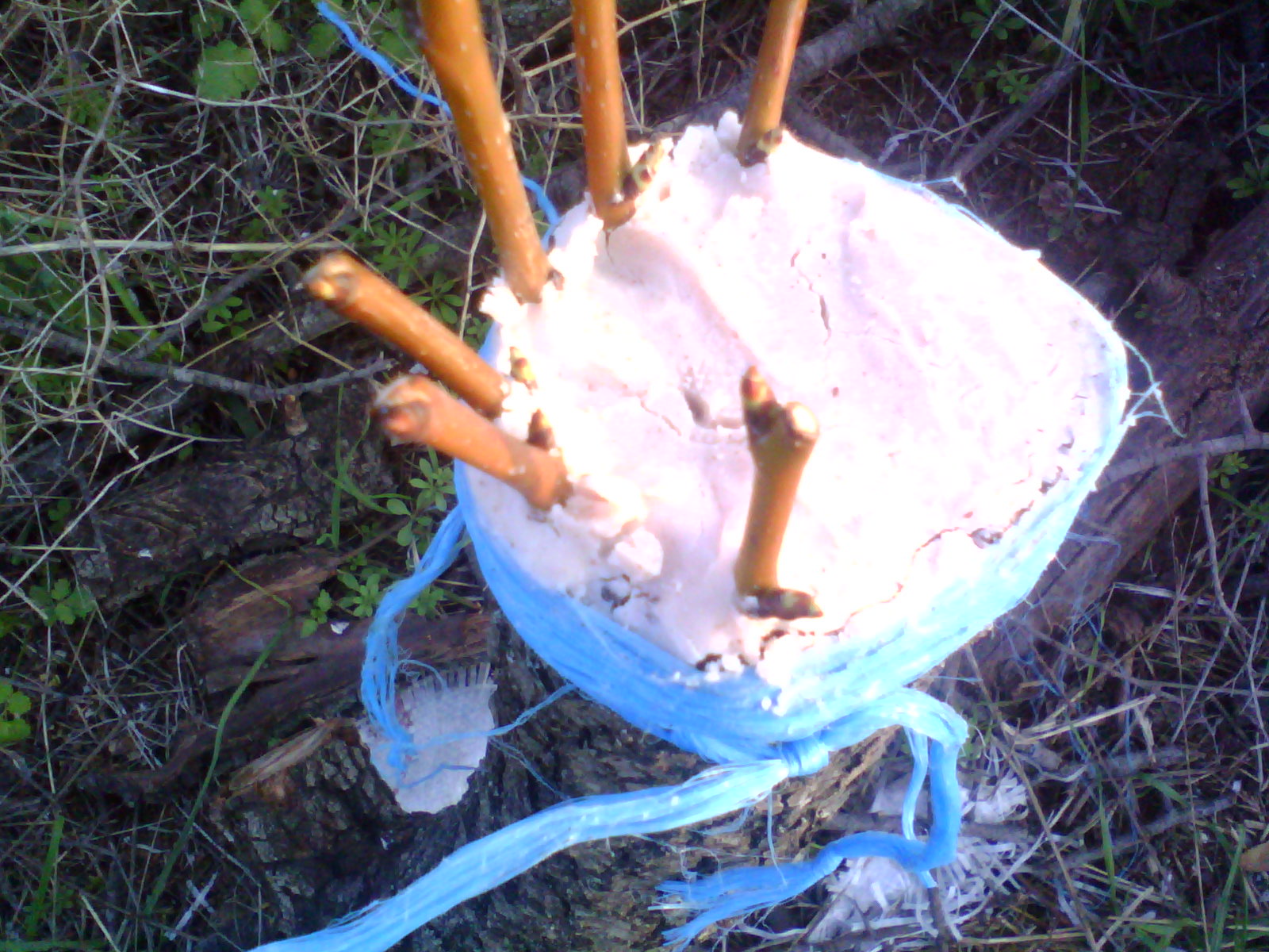 ΟΤΙ ΘΕΣ ΓΙΑ ΤΑ ΦΥΤΑ: Μπολιασμα τσορτικιου