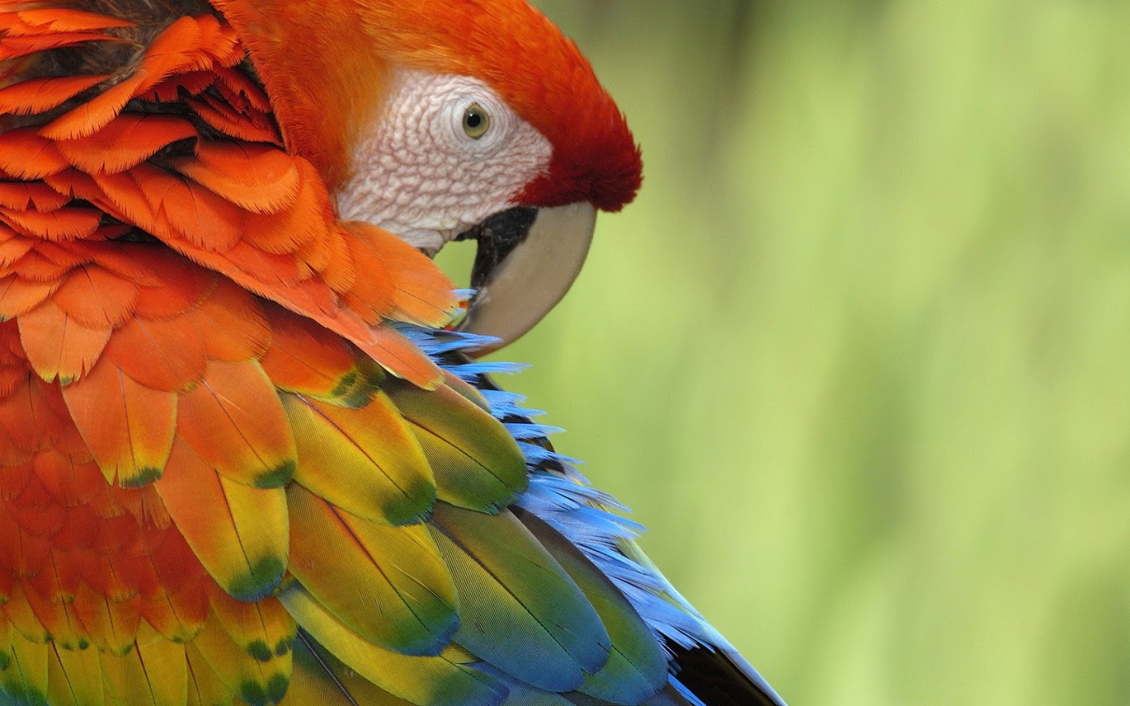 Colorful Parrot Wallpaper