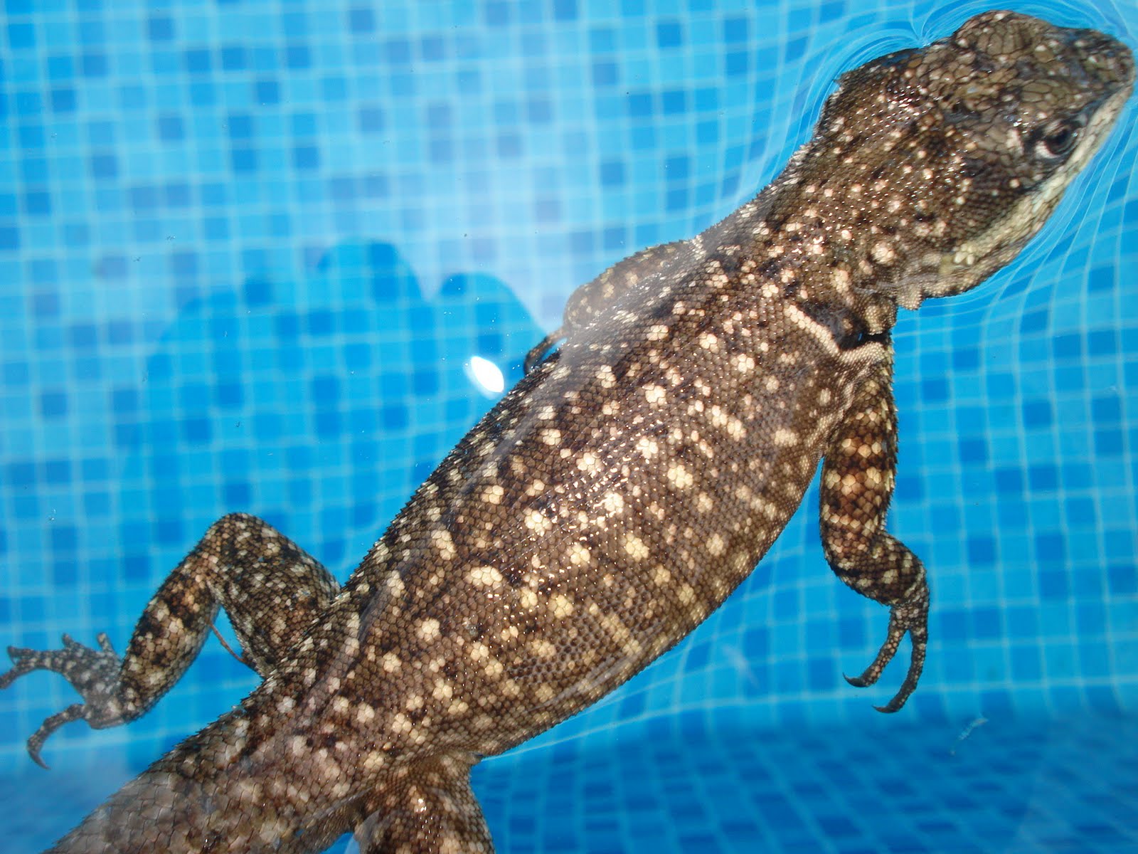 Mineira Pasárgada, Uberlândia do cerrado: Calango