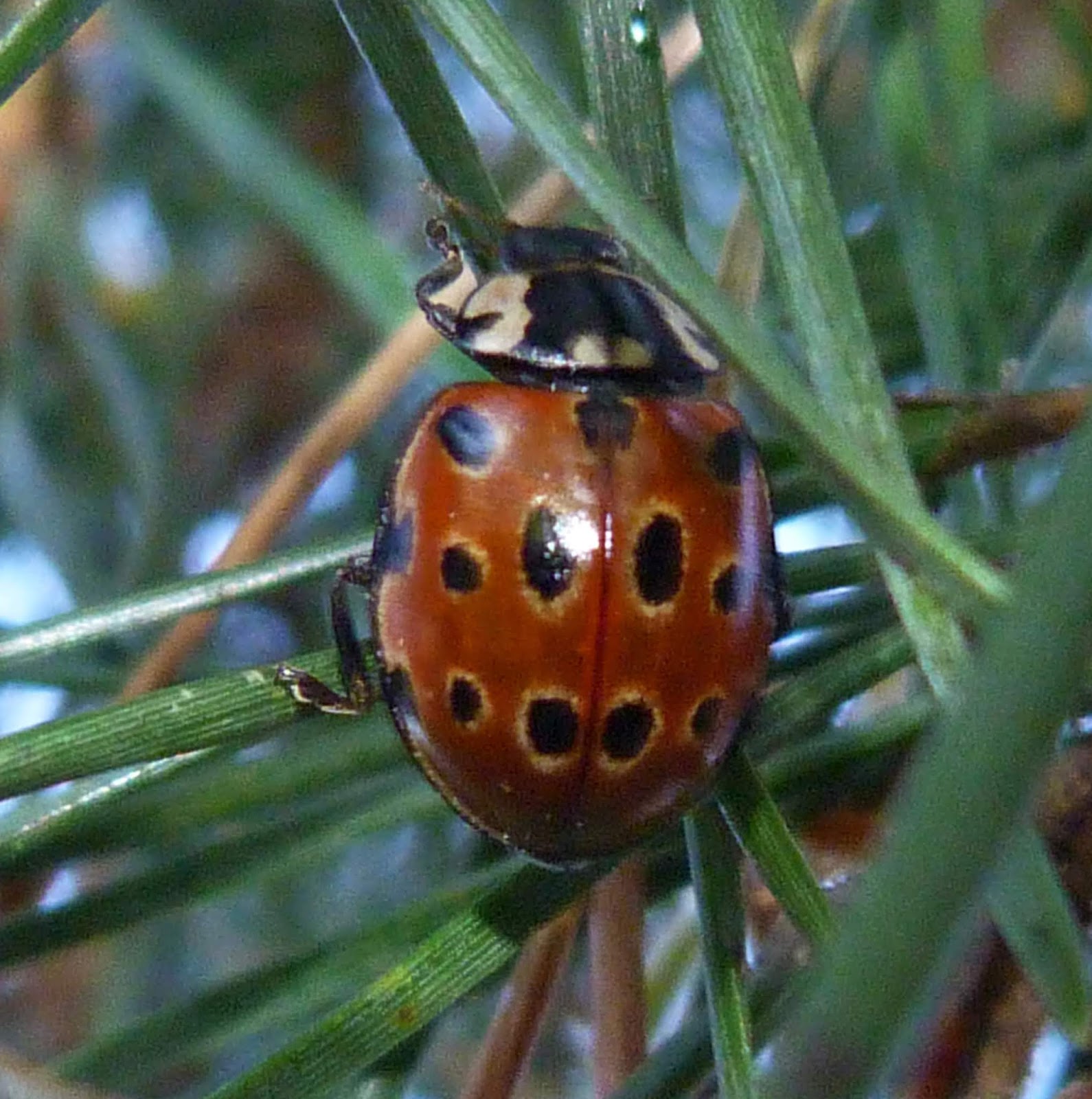 Insects of Scotland: Ladybirds