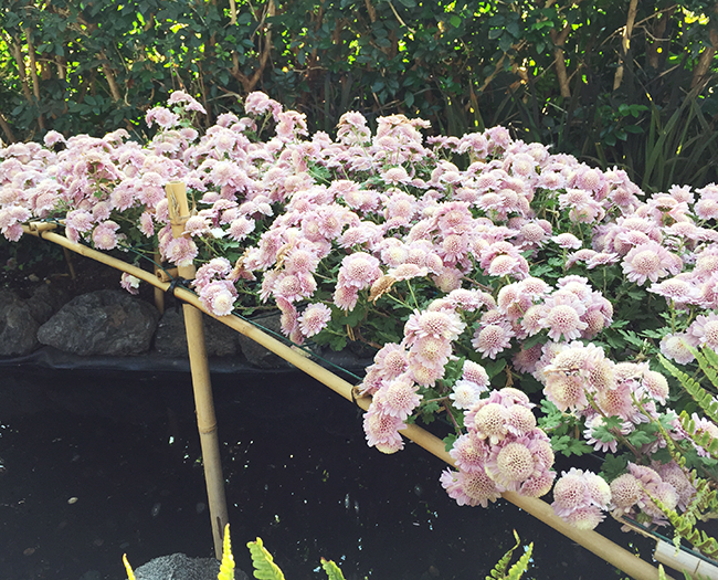 Kiku At The NY Botanical Garden | rolala loves