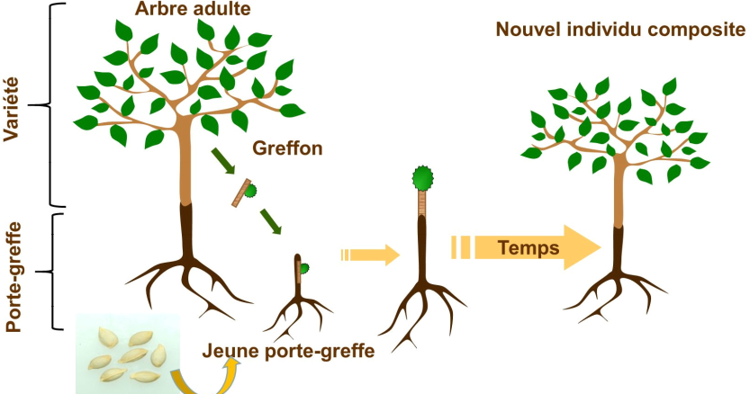 NewsITKAgri: Ce qu’il faut savoir sur le greffon et le porte-greffe